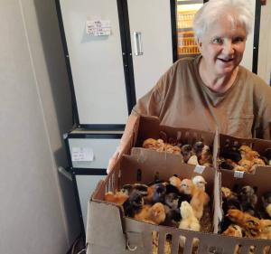 Blue Star Chicken Farms Debunks Common Misconceptions About Raising ...