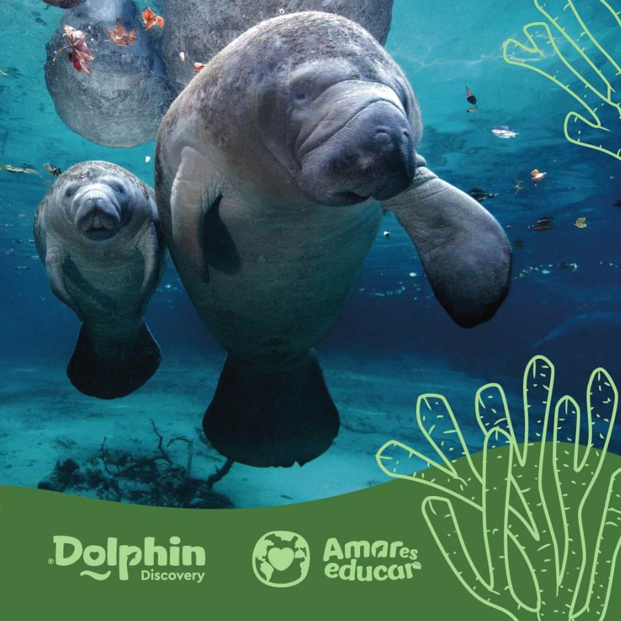 THE DOLPHIN COMPANY WILL DEDICATE SEPTEMBER TO COMMEMORATE THE ...