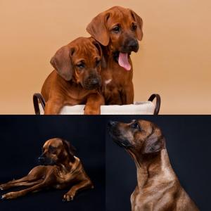 Rhodesian Ridgeback Puppies Available Now 2024 - AFV NEWS