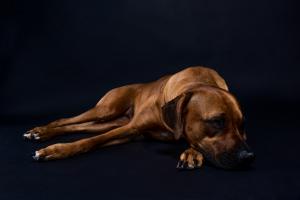 Rhodesian Ridgeback Puppies Available Now 2024 - AFV NEWS